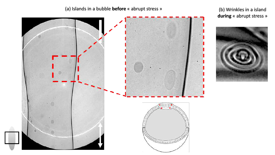 Chemical Physics and Dynamics of Surfaces - Soft interfaces and thin ...